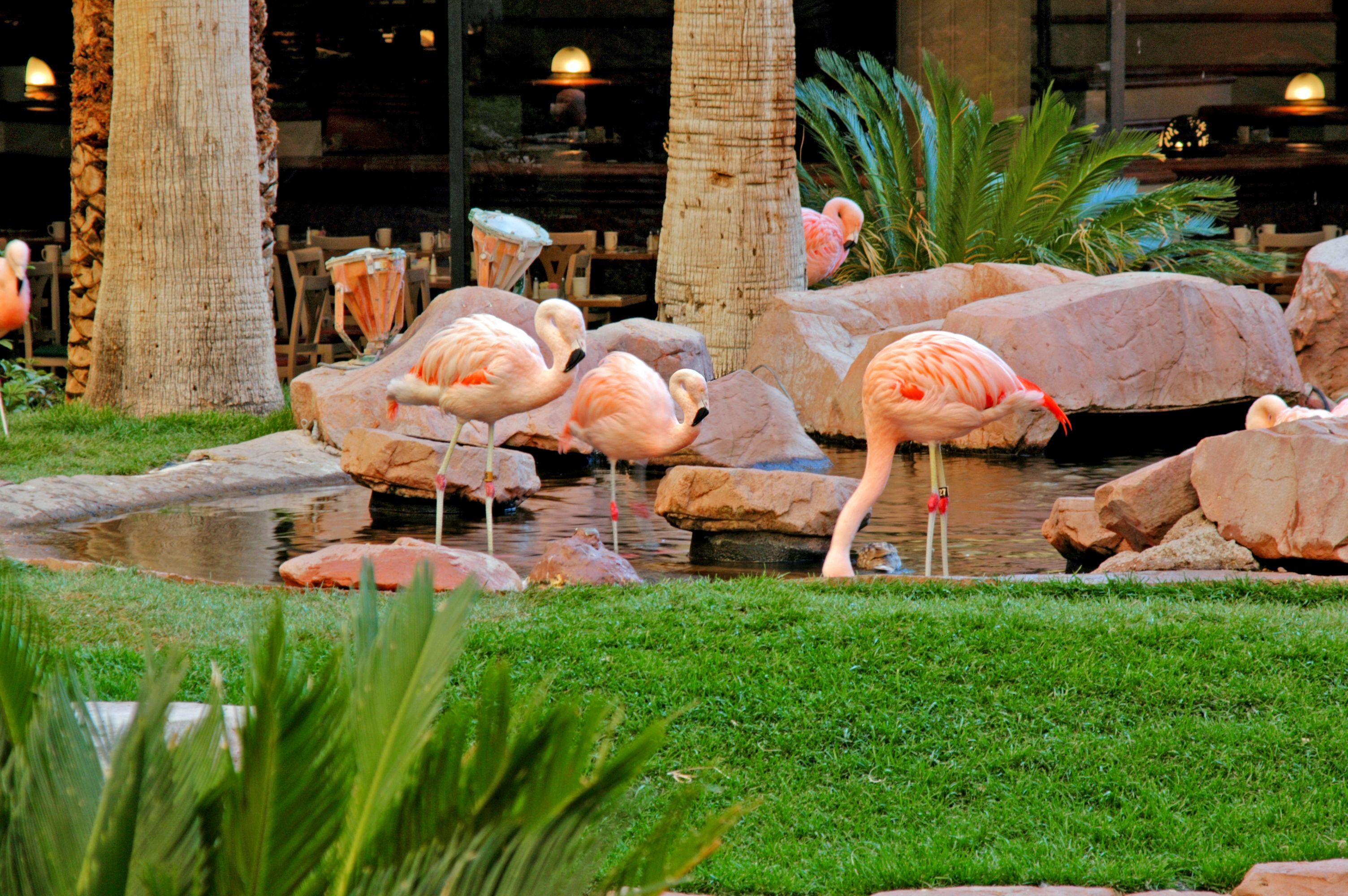 Flamingo Las Vegas Hotel & Casino Las Vegas Retreats